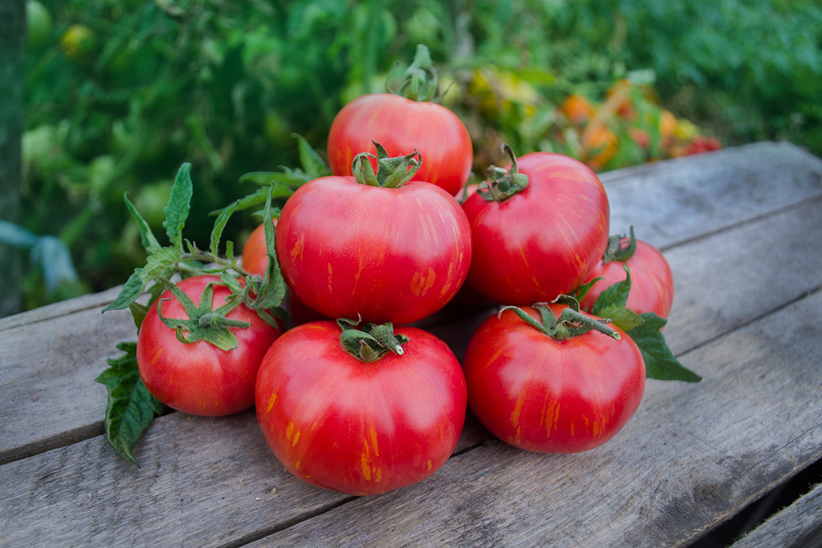 Trials and Tribulations of a Teenage Tomato Grower – Videos – Mother ...